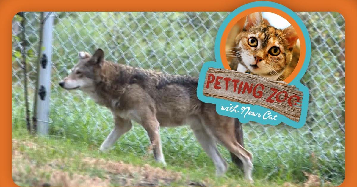 NewsDepth | Petting Zoo: Endangered Wolf Finds a New Home in Colorado ...