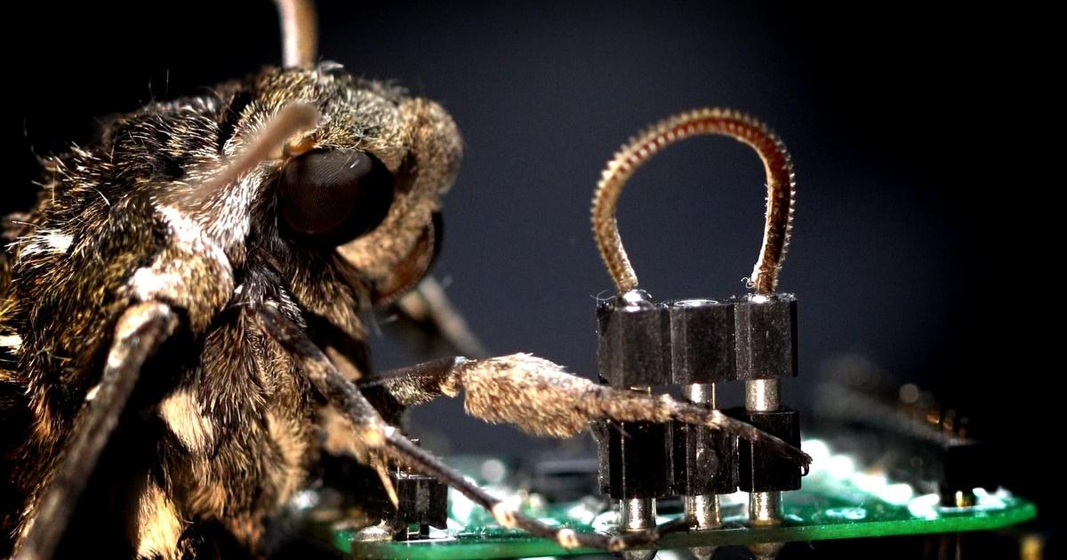 OPB Science From the Northwest | Part drone. Part insect. It’s ...