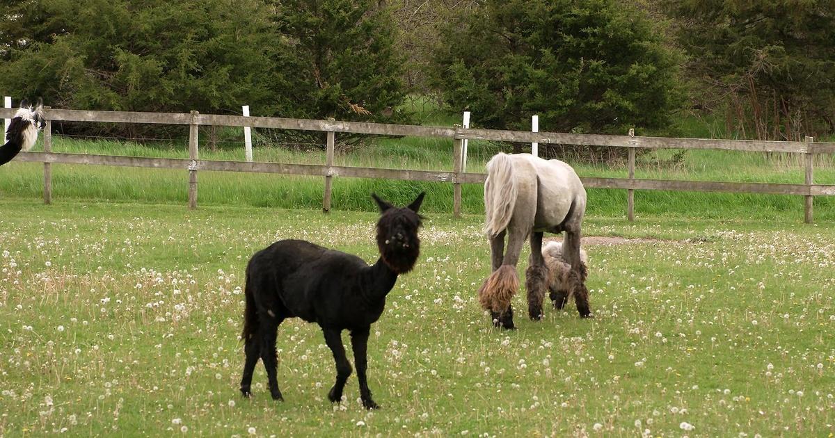 Road Trip Iowa | Prairie Patch Farm | Season 2 | Episode 207 | PBS