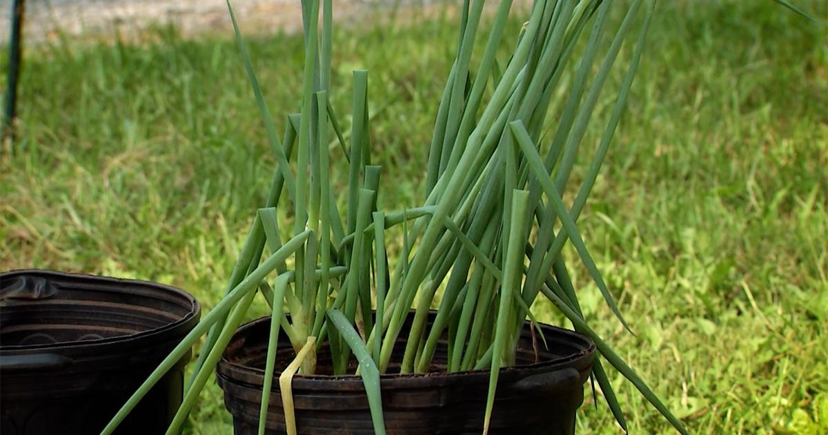 Virginia Home Grown | Growing Scallions | Season 21 | Episode 7 | PBS