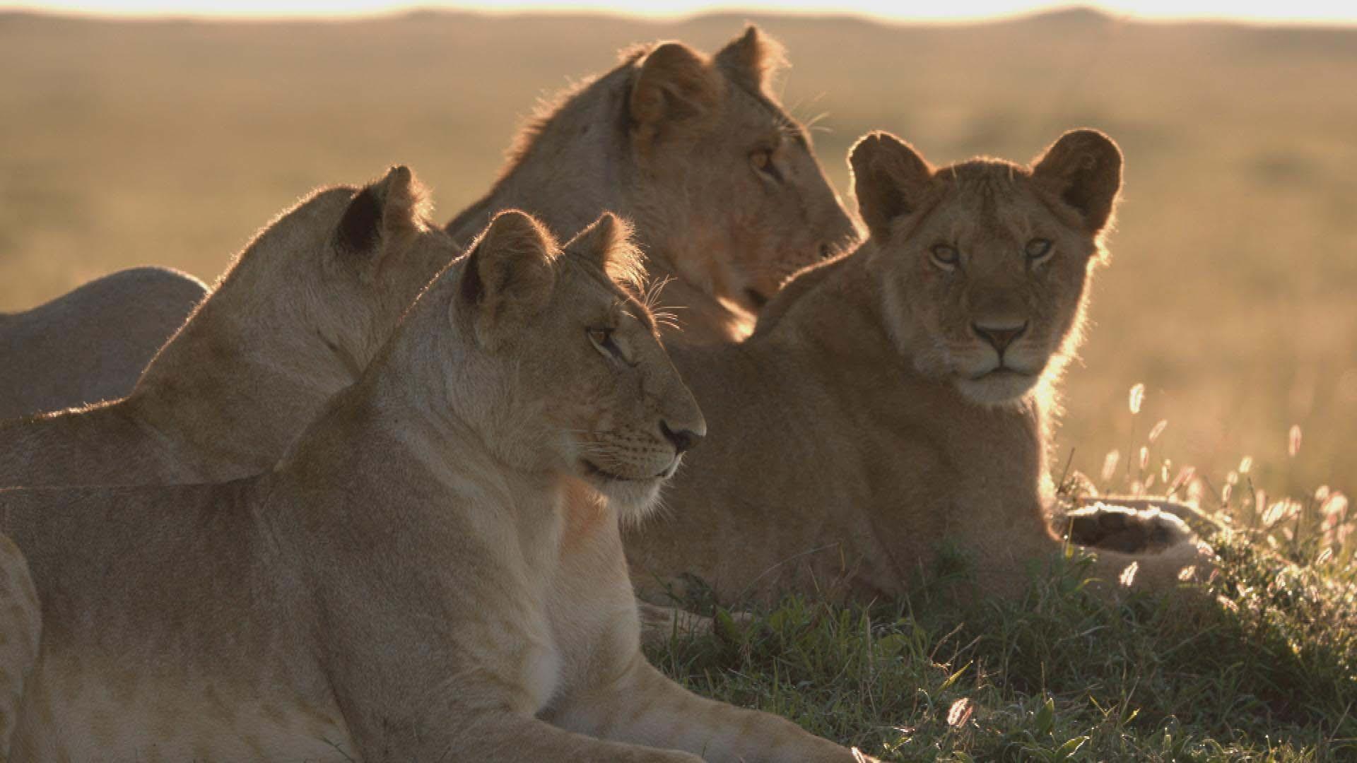 A New Leader | Lion: The Rise and Fall of the Marsh Pride | THIRTEEN ...