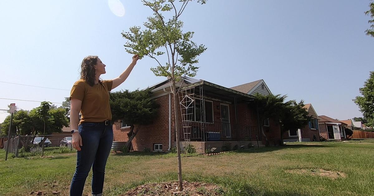 Colorado Voices | Denver provides trees to homeowners in underserved ...
