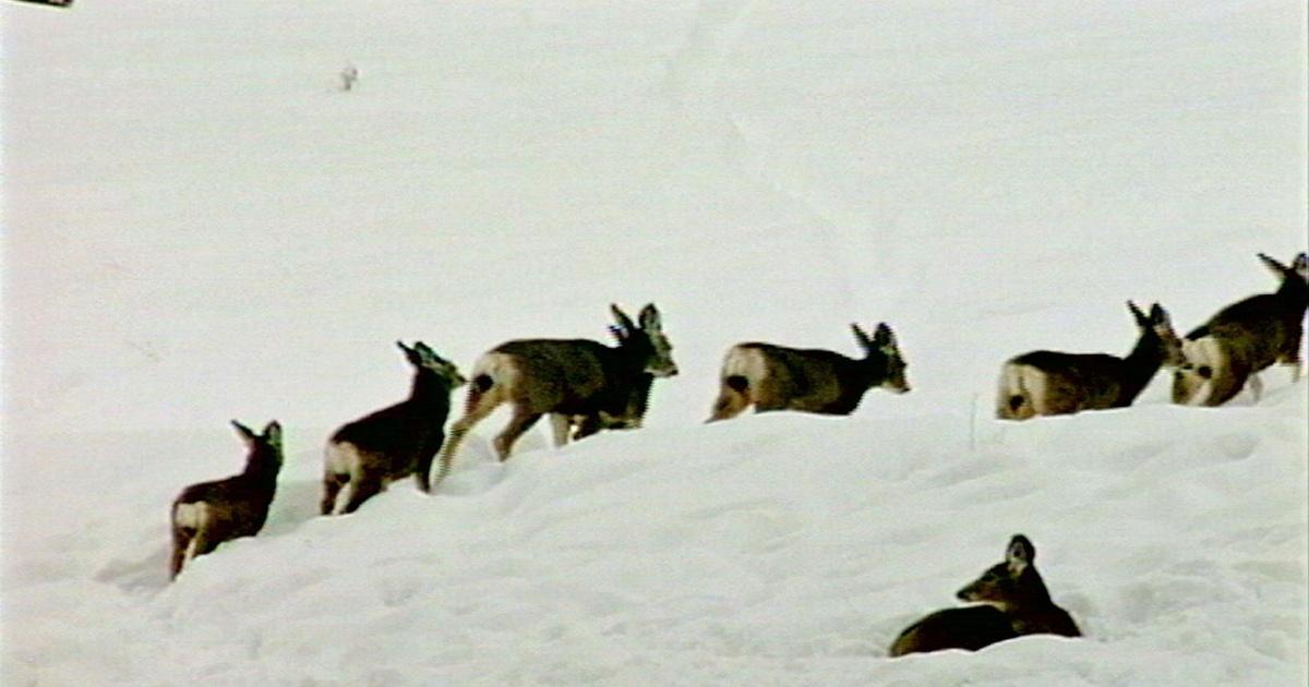 Science Trek | D4K: Animal Migration | PBS