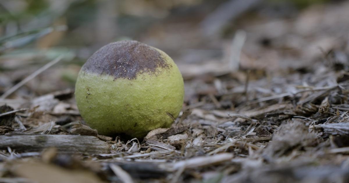 Backyard Farmer | Urban Gardening Project & Walnut Trees | PBS