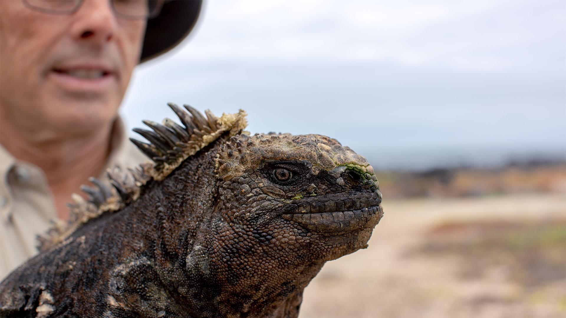 The Marine Iguanas' Unusual Shrinking Adaptation | Evolution Earth | THIRTEEN - New York Public ...