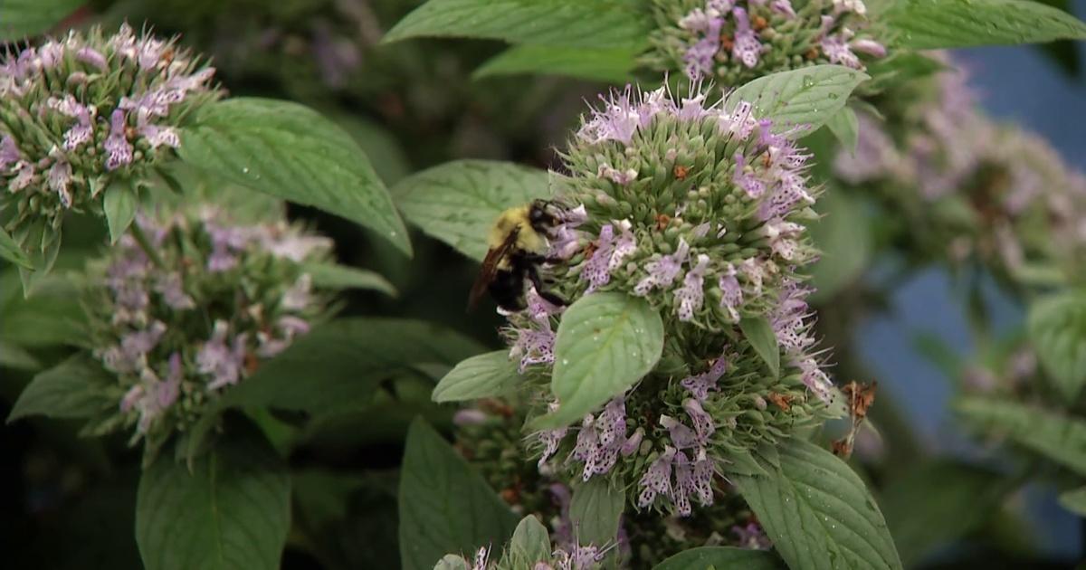 Virginia Home Grown | Pollinator gardens | Season 23 | Episode 6 | PBS