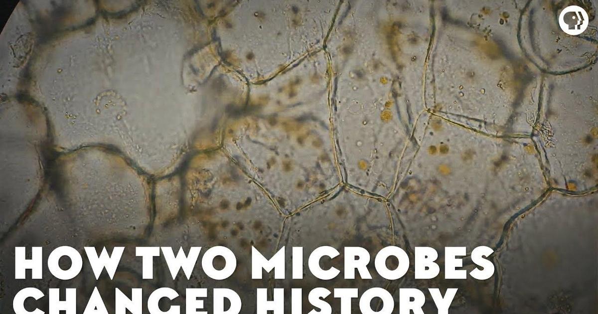 Eons | How Two Microbes Changed History | Season 1 | Episode 25 | PBS