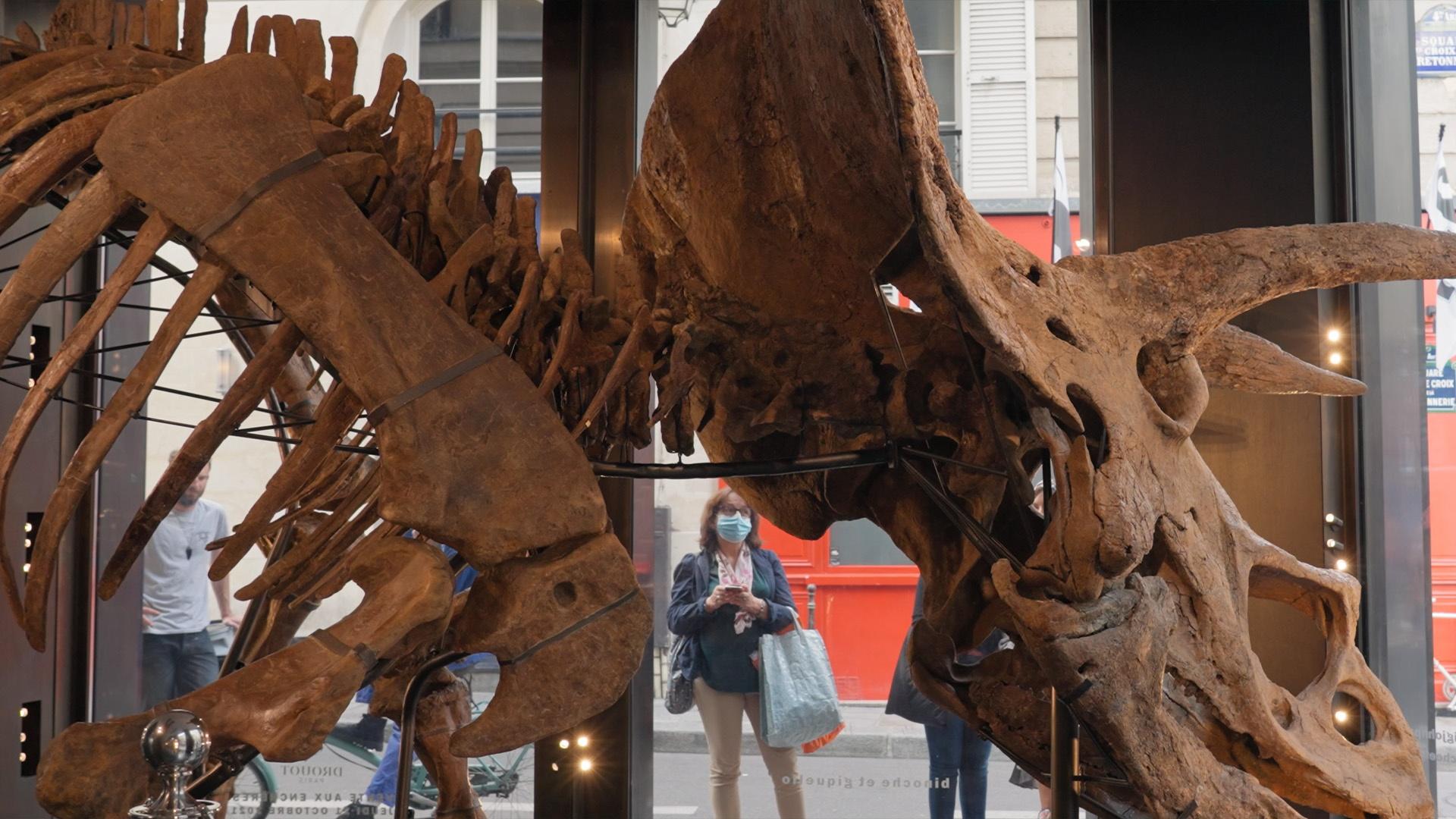 Selling the Largest Triceratops Ever Found | Secrets of the Dead ...
