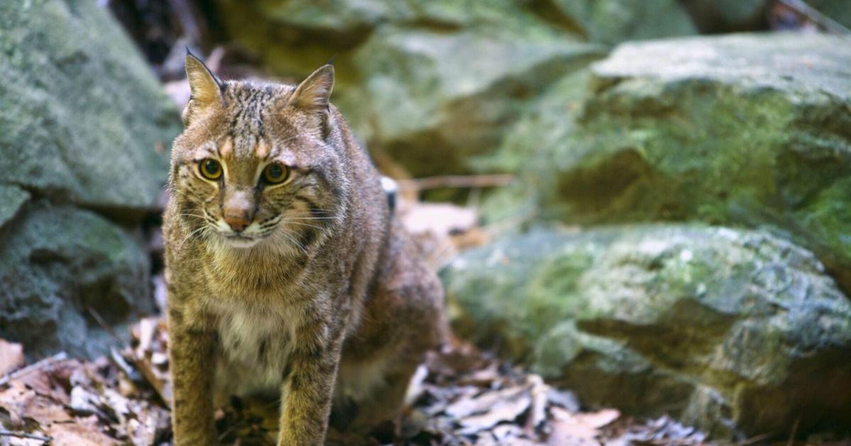 What's Wild | Houston PBS