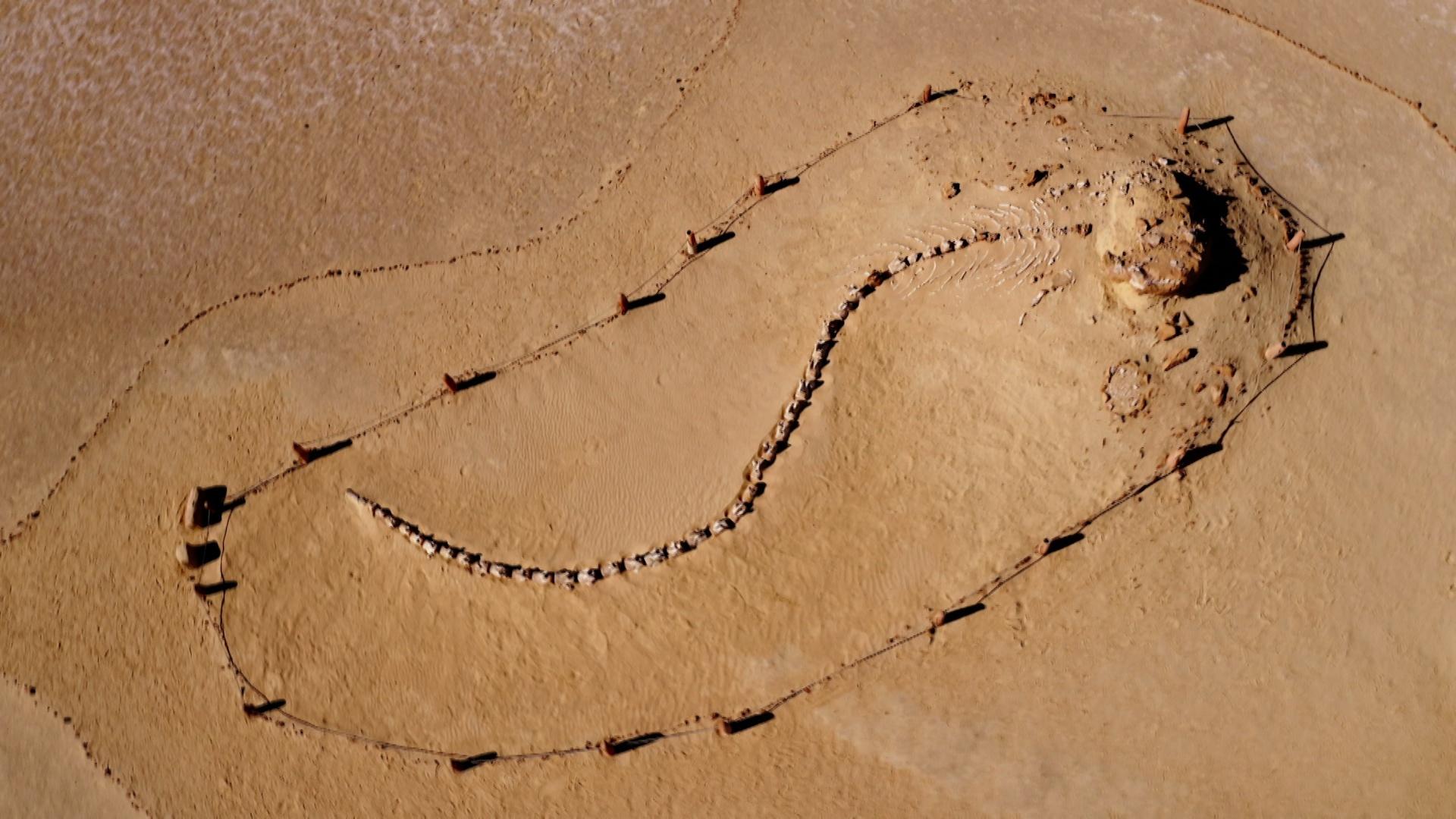This Massive Skeleton Belongs to an Ancient Whale | NOVA | NJ PBS