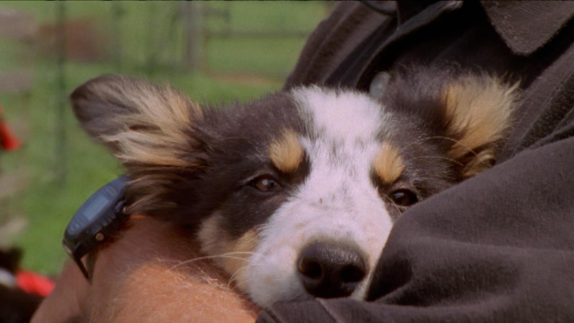 Dogs: The Early Years | Nature | THIRTEEN - New York Public Media