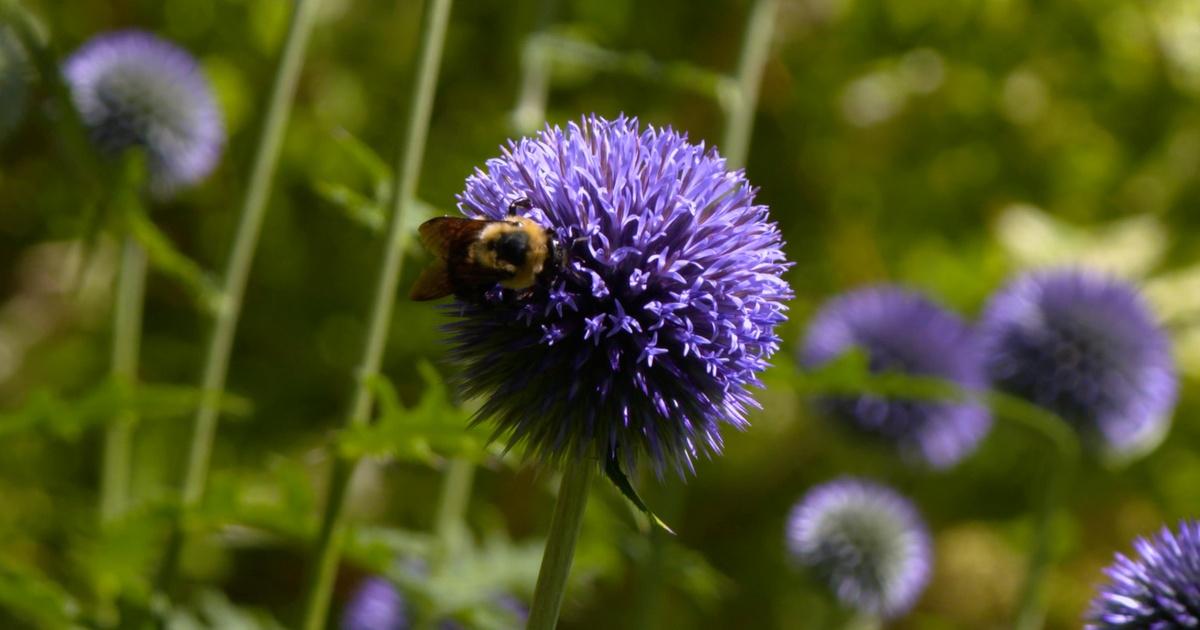Great Gardening | 2023 Season Outlook | Season 21 | Episode 1 | PBS