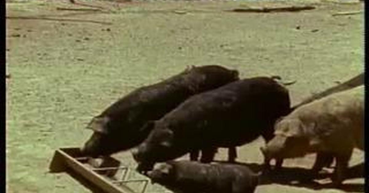 Declarations Of Independents - Spirit Of Place | Hush, Hoggies, Hush ...