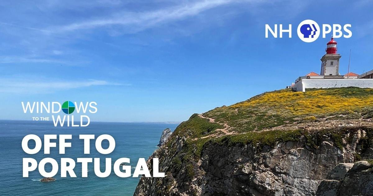 Windows to the Wild | PBS