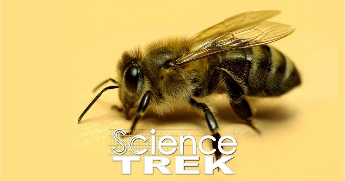 Science Trek | Bees: What's the Buzz About Bees? | AK