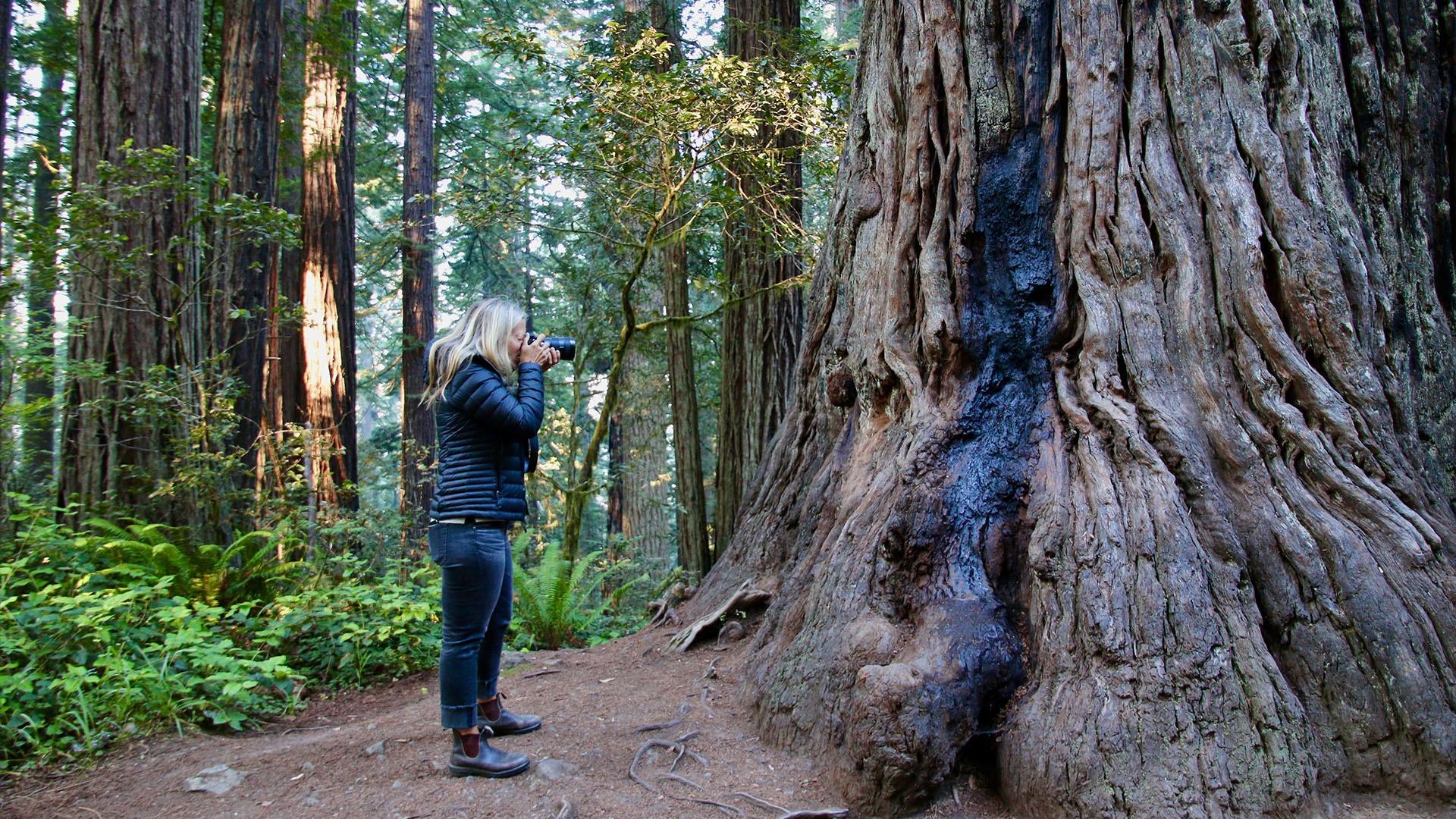 Giants Rising - A 310-Foot Tree - Twin Cities PBS