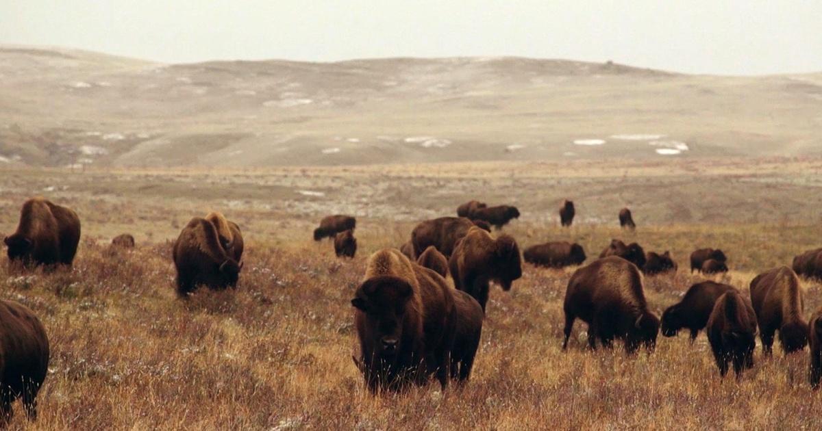 The American Buffalo | Bring Them Home | PBS