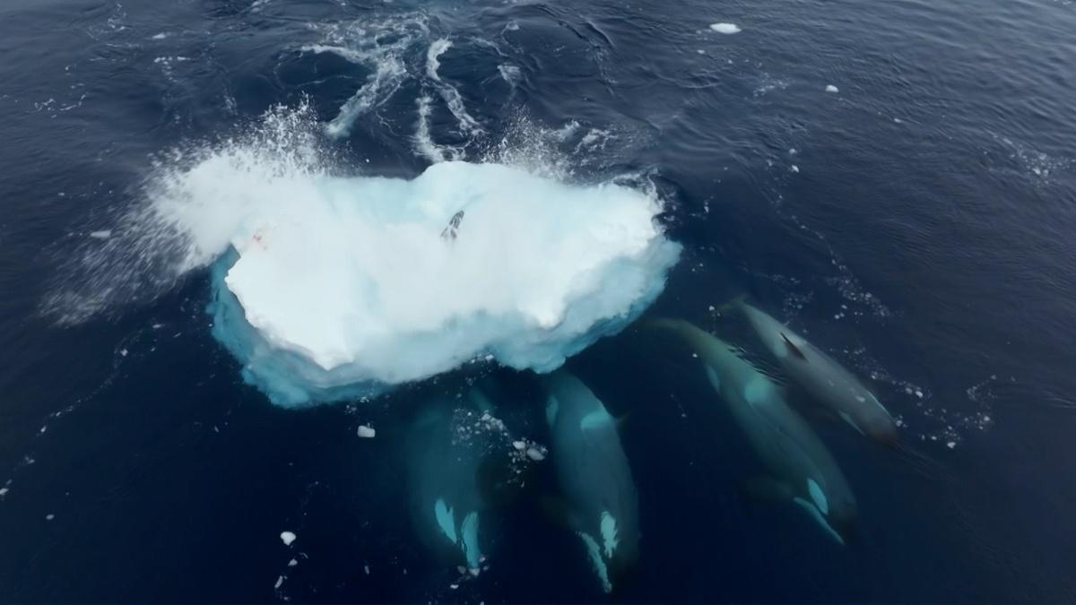 What Is Wave Washing: How Killer Whales Hunt Seals | Nature | NJ PBS