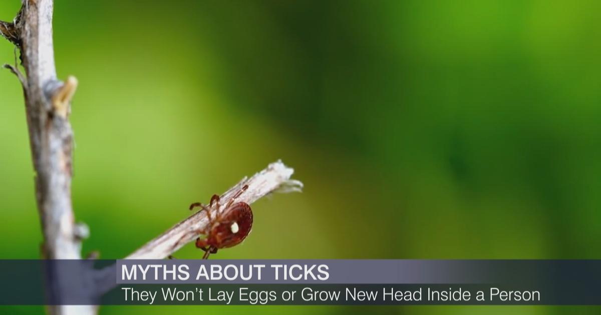 Chicago Tonight | What Everyone Needs to Know About Ticks | Season 2022 ...
