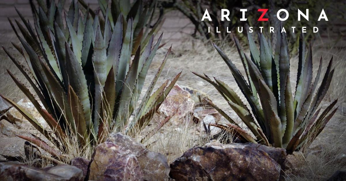 Arizona Illustrated | Agave, poetry, science | Season 2023 | Episode ...