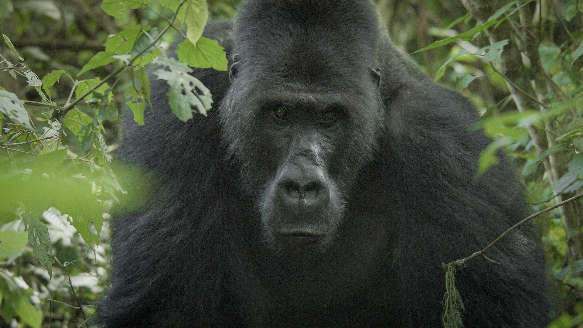 Silverback | Nature | THIRTEEN - New York Public Media