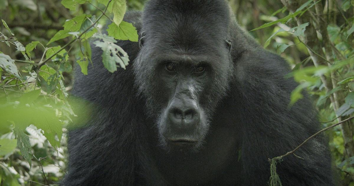 Nature | Silverback | Season 43 | Episode 1 | PBS