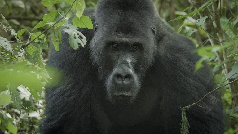 Nature | Silverback | Season 43 | Episode 1 | PBS
