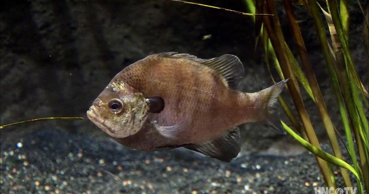 Exploring North Carolina | Fishy Science | Season 6 | Episode 1 | PBS