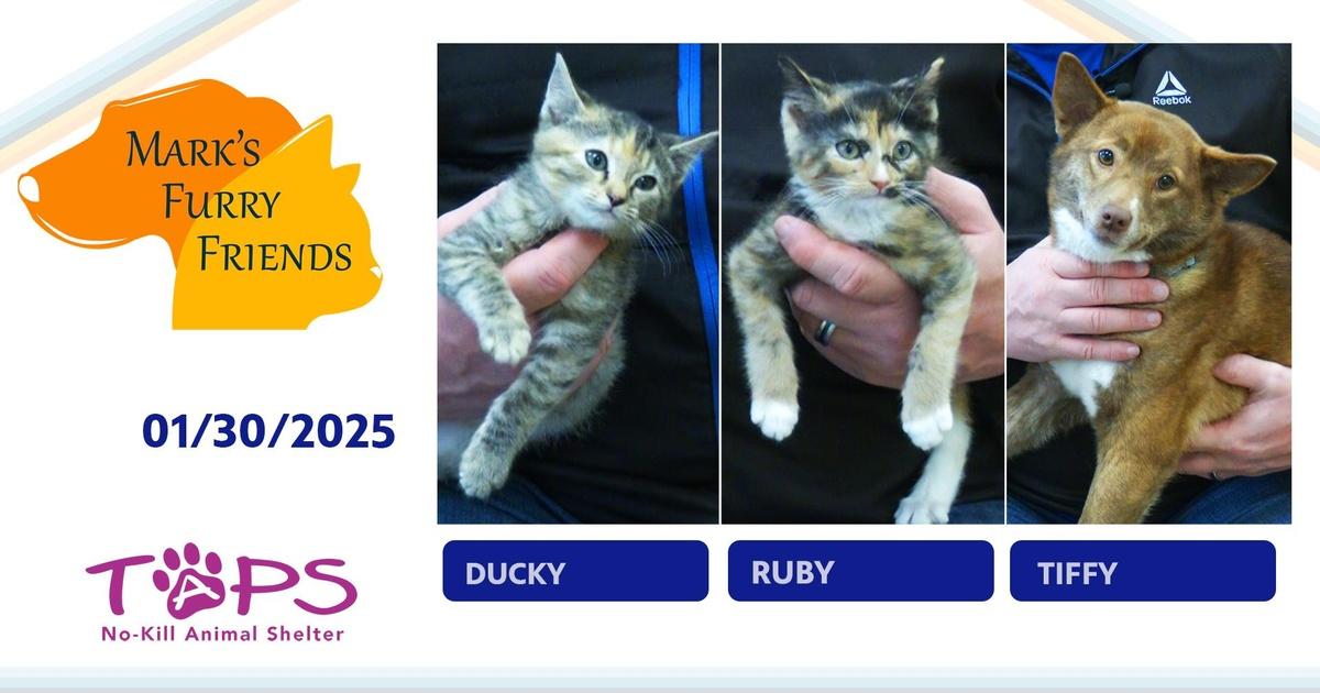 Mark’s Furry Friends | 01/30/2025 | Ducky, Ruby and Tiffy | Mark's ...