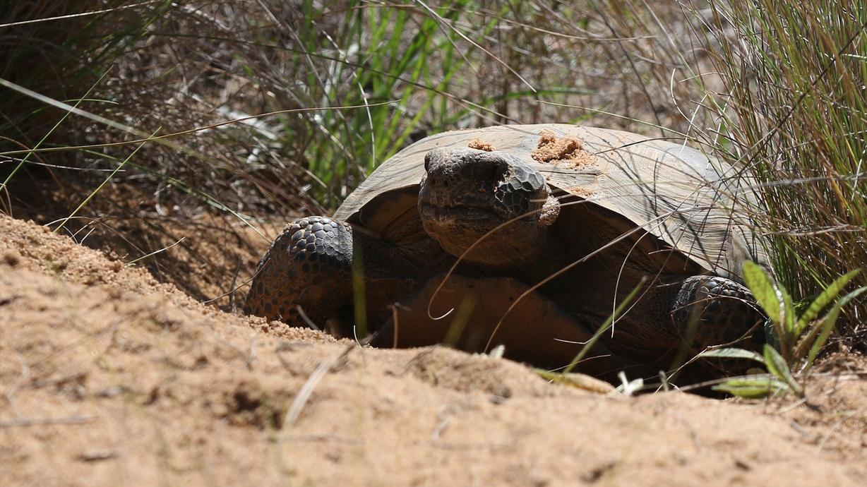 How the Gopher Tortoise Saves Hundreds of Animals from Fires | Watch on ...