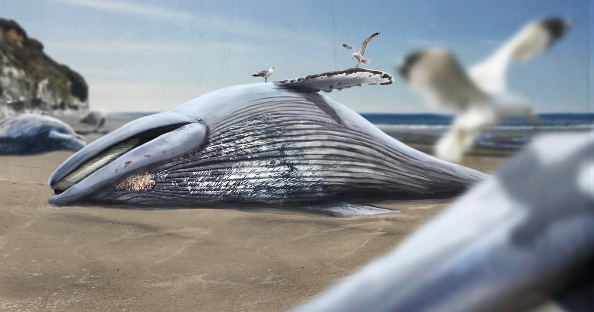 Eons | How the Andes Mountains Might Have Killed a Bunch of Whales ...