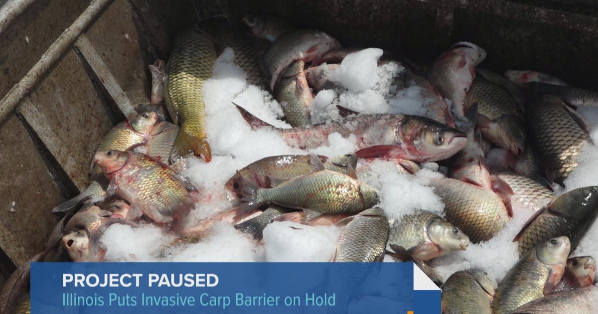 Chicago Tonight | Project to Keep Invasive Carp Out of Great Lakes Put ...