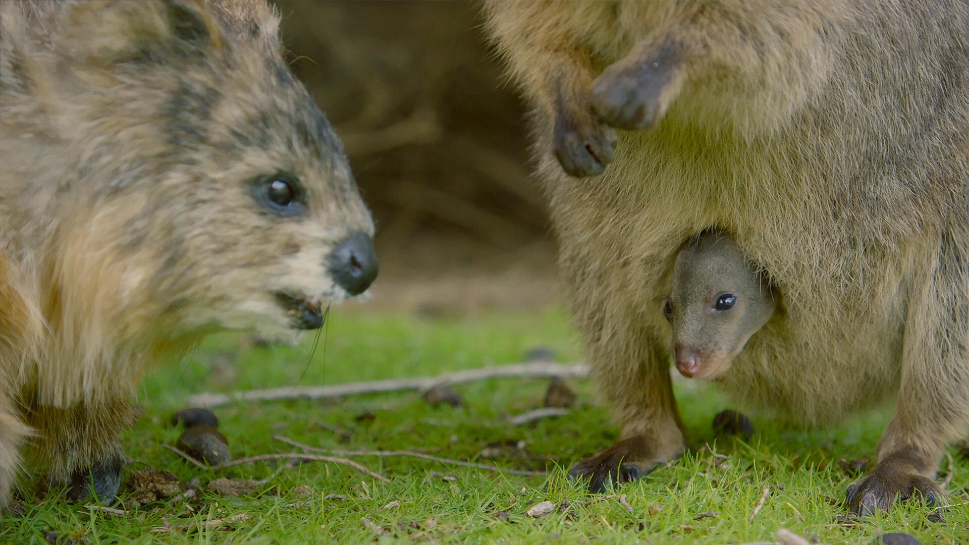 S38 E17: Spy Quokka Meets a Joey | Watch Nature PBS online