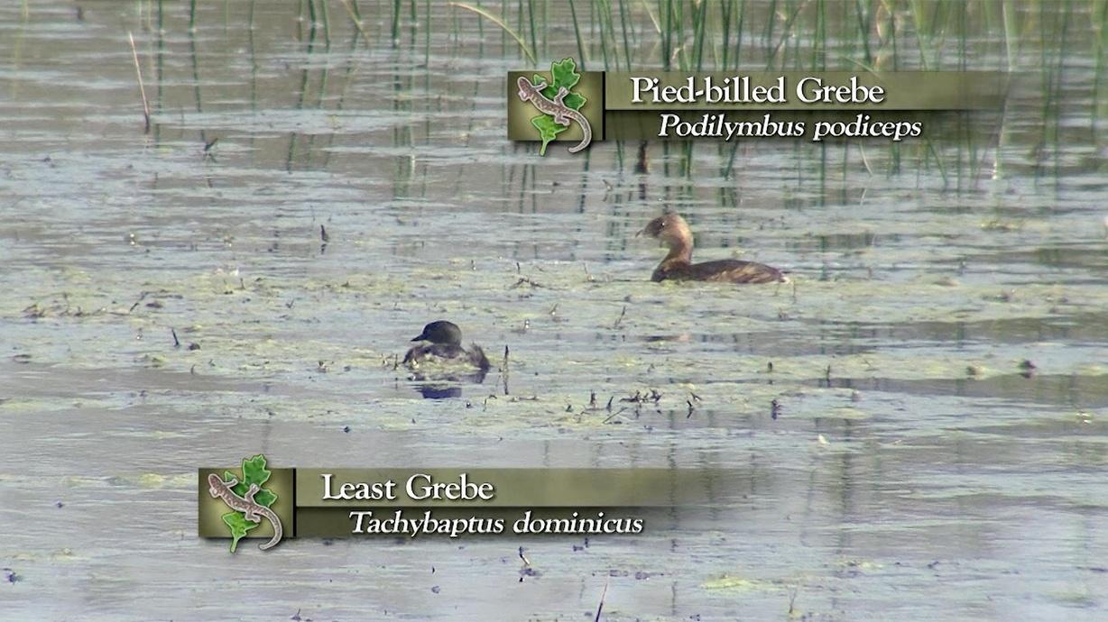 Least Grebe | Watch on PBS Wisconsin