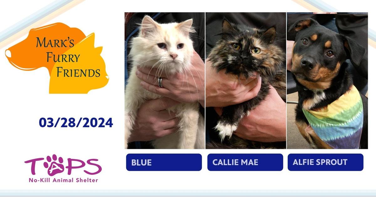 Mark’s Furry Friends | 03/28/2024 Blue, Callie Mae and Alfie Sprout ...