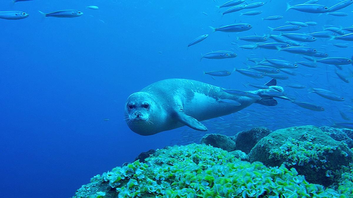 Monk Seals on the Brink of Extinction | Nature | THIRTEEN - New York ...