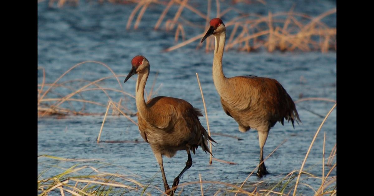 Almanac | Spring flooding, opioid law change, birding with Birdchick ...