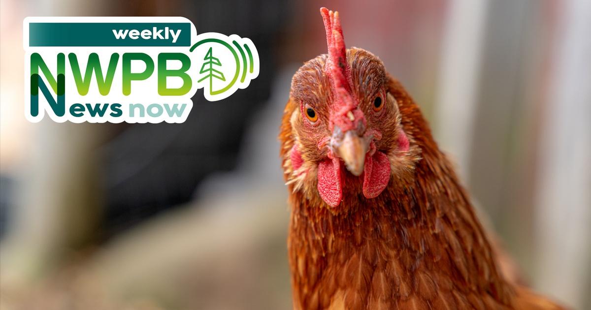 NWPB Weekly News Now | Columbia River Treaty Update, Avian Flu in the ...