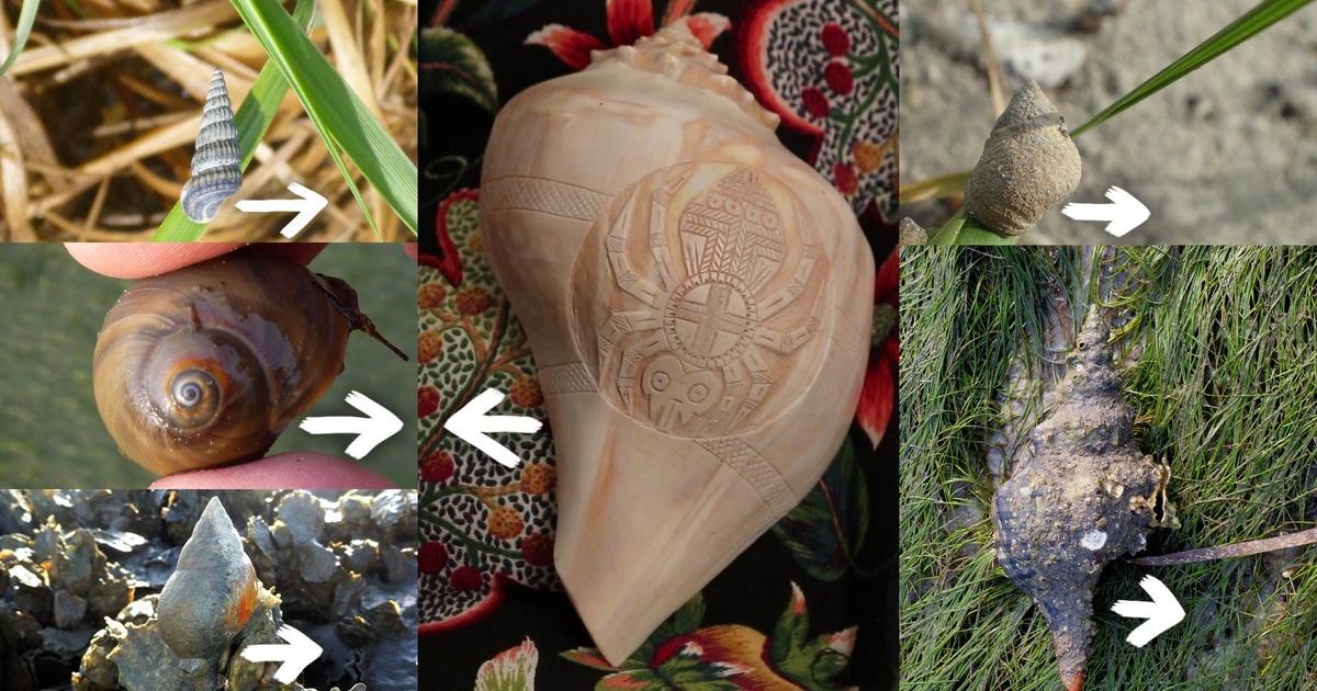 Local Routes | Exploring Muscogee Culture Through Shell Carving ...