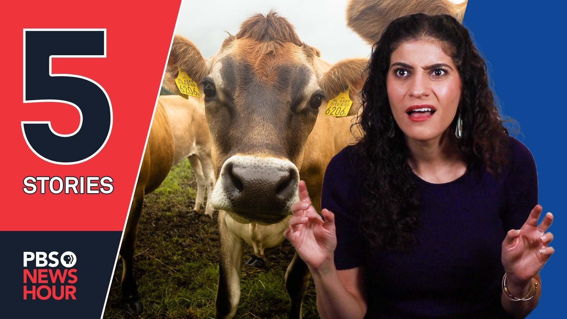 Potty-trained cows, McDonald’s ends plastic toys | 5 STORIES | PBS News ...