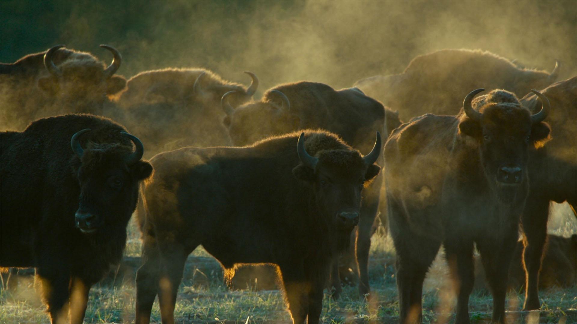 European Bison Roam Poland's Bialowieza Forest | The Age of Nature | WLIW