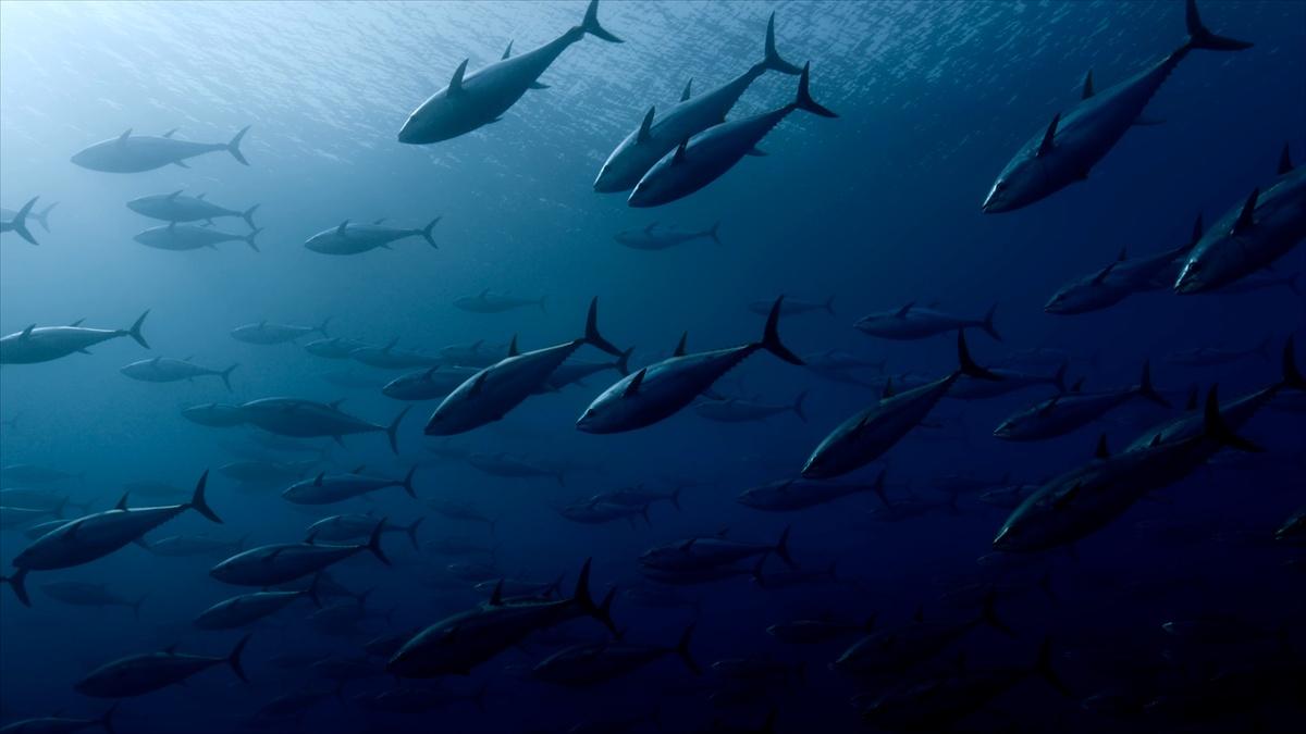 Tagging Tuna to Search for Answers | The Future of Nature | THIRTEEN ...