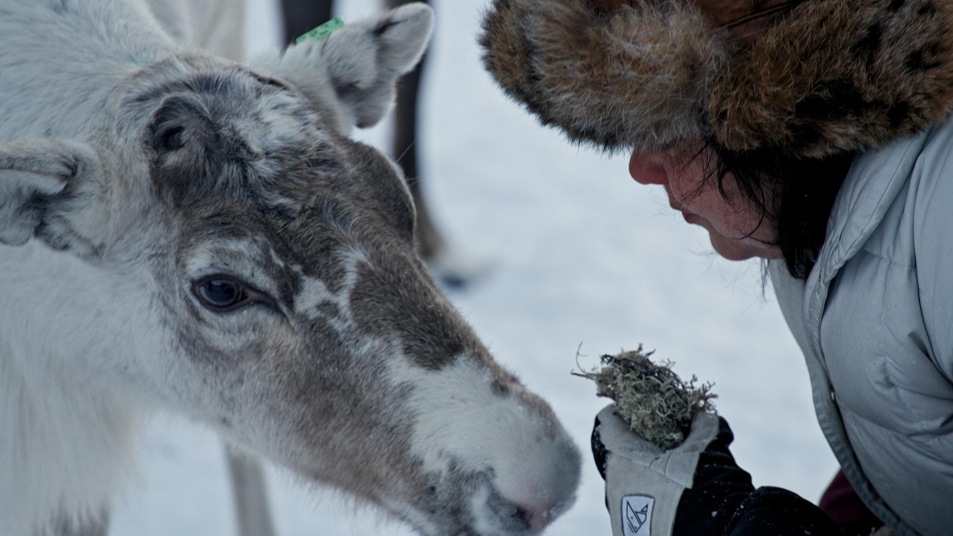 The Deep Relationship of the Sami and Reindeer | Wild Scandinavia ...