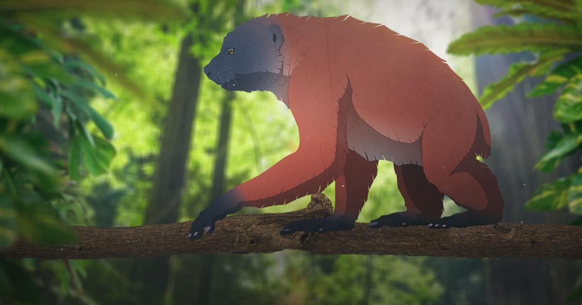 Eons | When Giant Lemurs Ruled Madagascar (ASL) | Season 2 | Episode 58 ...