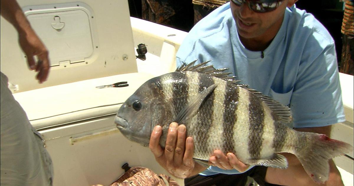 Carolina Outdoor Journal | Structured Sheepshead | Season 2 | Episode 3 ...