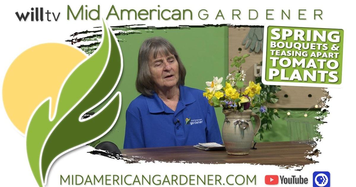 Mid-American Gardener | Spring bouquets & teasing apart tomato plants ...