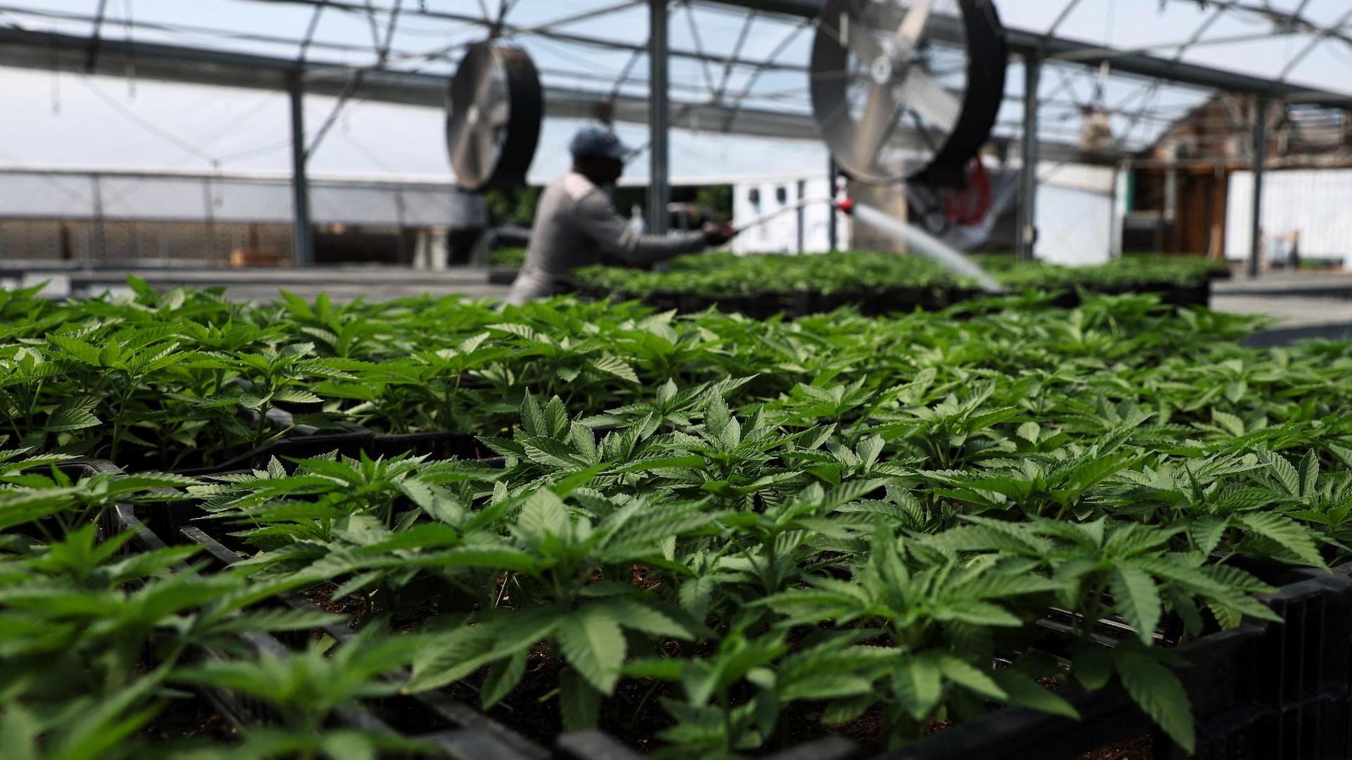 U.S. may move marijuana to lower-risk drug category | PBS News Hour ...
