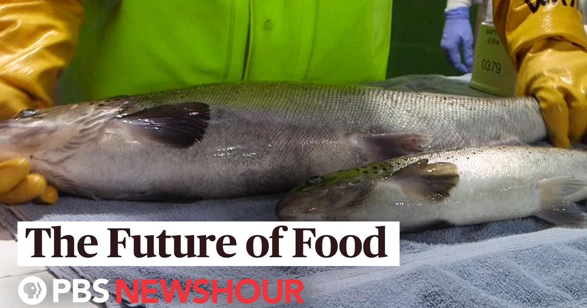 PBS News Hour | This genetically engineered salmon may hit U.S. in 2020 ...