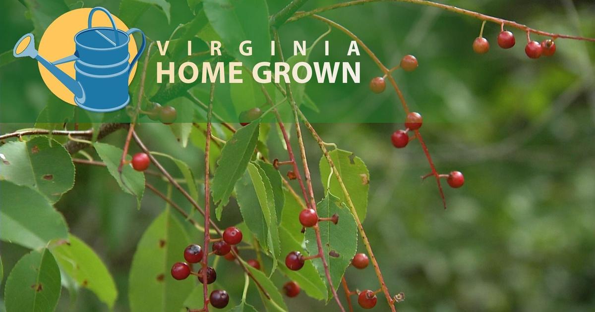 Virginia Home Grown | Foraging for Edible Plants | Season 19 | Episode ...