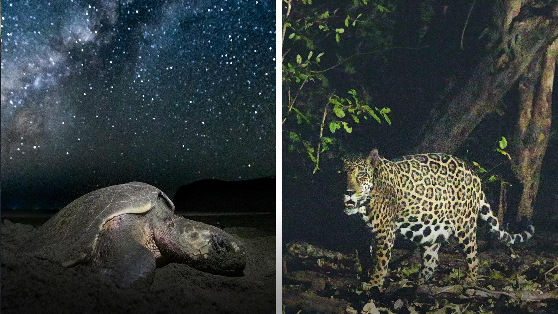 How Jaguars Are Saving Sea Turtles | Nature | NJ PBS